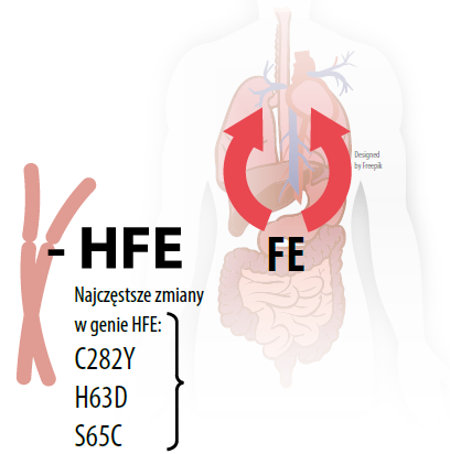 Mutacja w genie HFE - Hemochromatoza